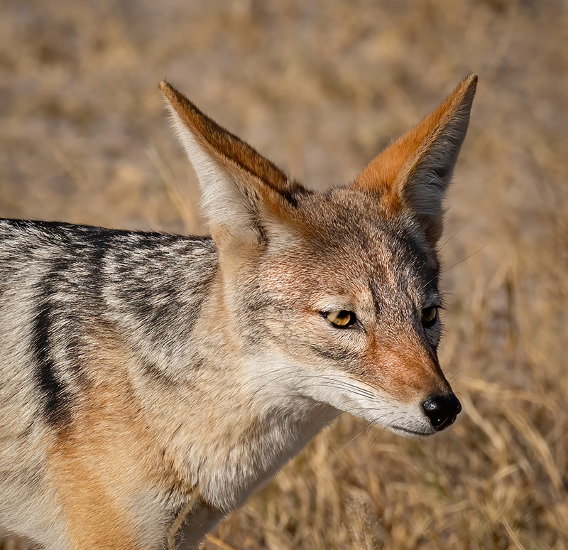 Index of /Kruger-Park/envato_images