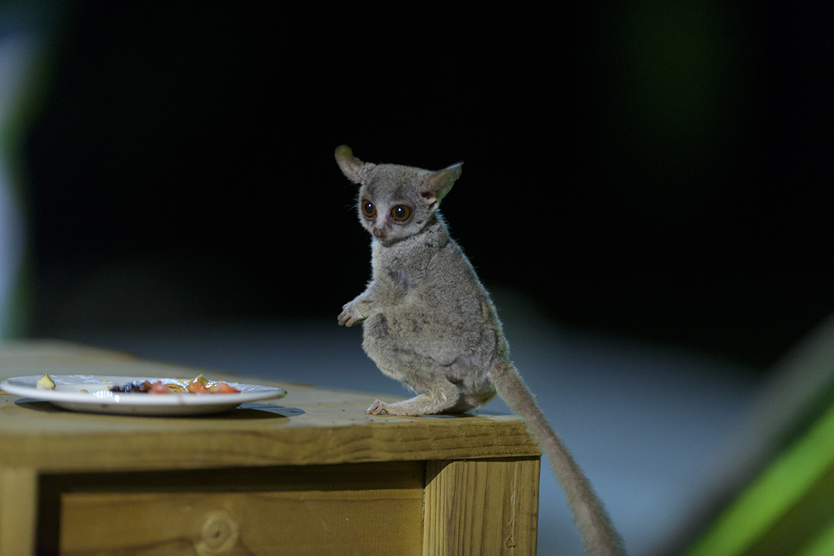 Lesser Bush Baby Facts