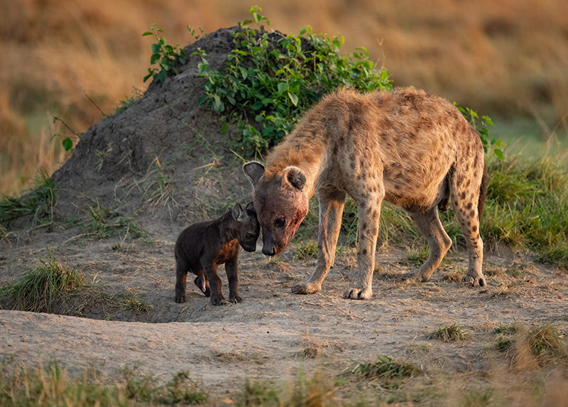 Do Hyaenas run in packs?