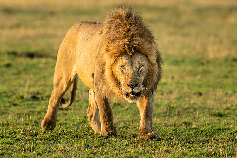 Do the home ranges of lions overlap?
