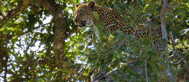 Kruger Park Hostel - Marloth Park